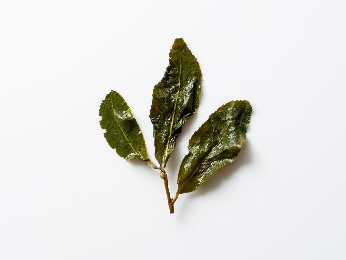 Lishan Green Heart – Song Tea & Ceramics